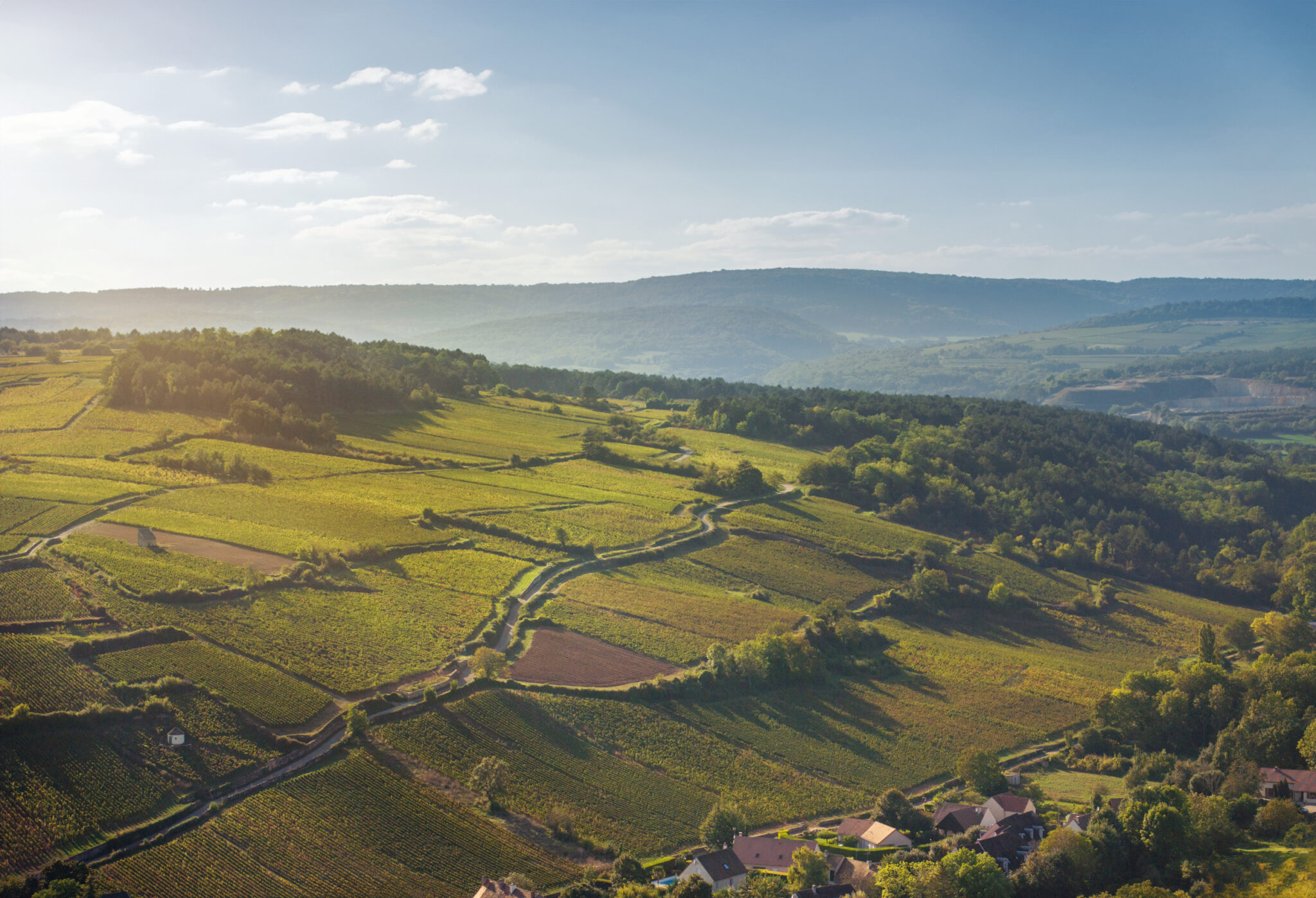 Burgundy vs Bordeaux wine: a complete guide to France’s premier wine ...