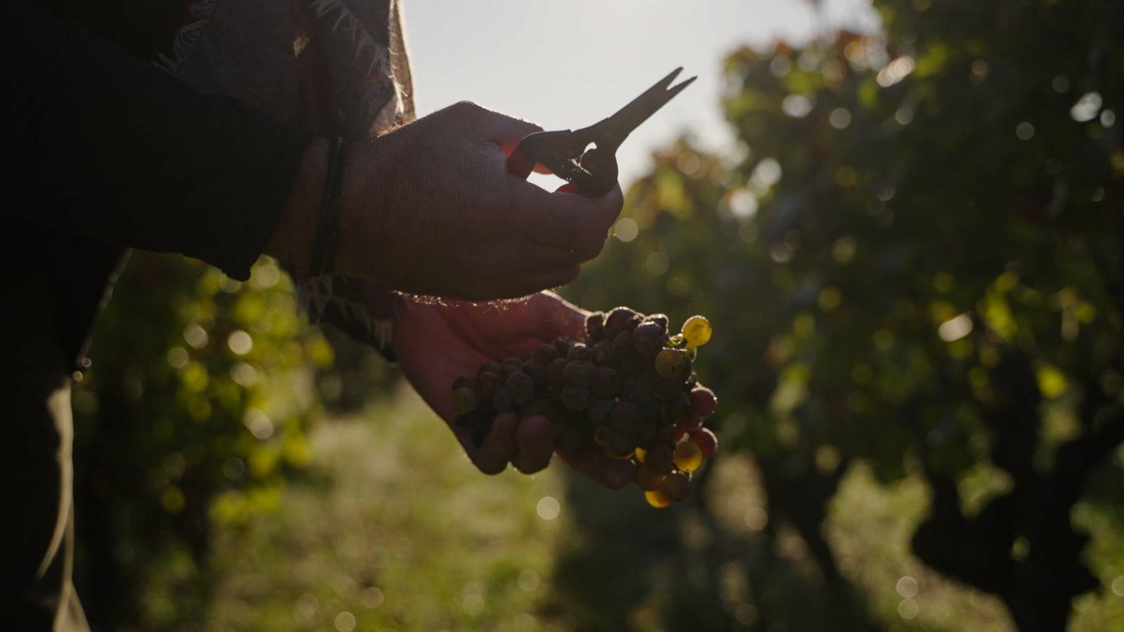 White Bordeaux wine: exploring styles, grapes and tasting elegance
